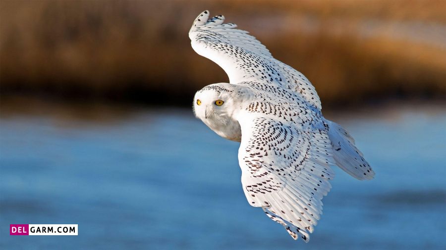 30 عکس خیره کننده از جغدهای زیبا و بازیگوش