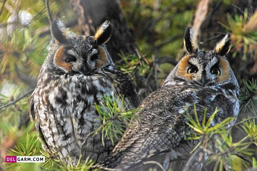 30 عکس خیره کننده از جغدهای زیبا و بازیگوش