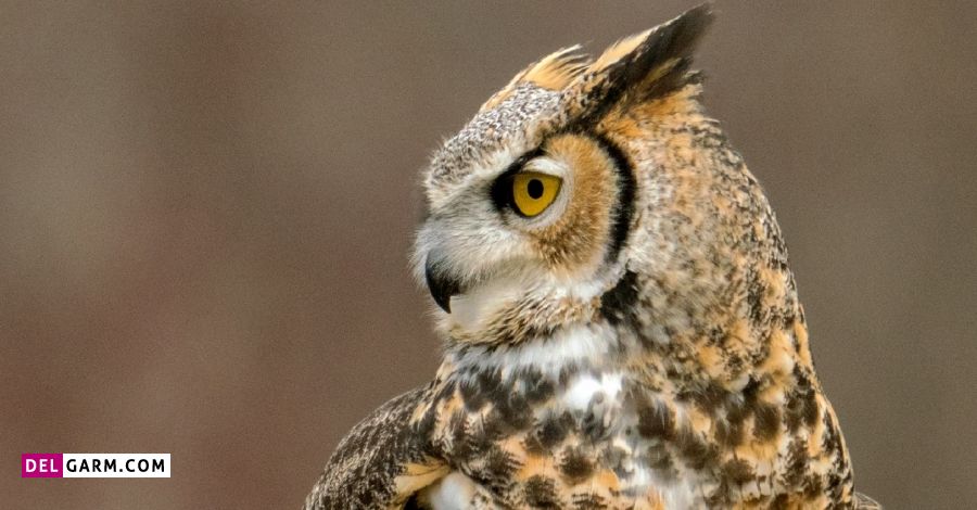 30 عکس خیره کننده از جغدهای زیبا و بازیگوش