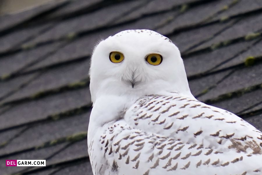 30 عکس خیره کننده از جغدهای زیبا و بازیگوش