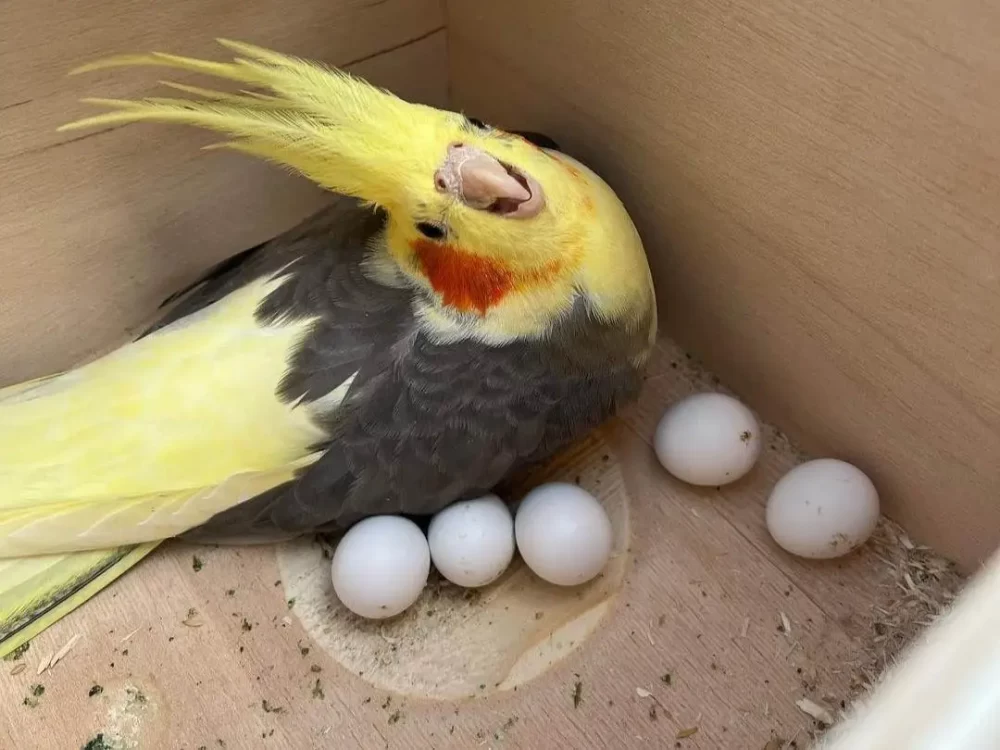 تخم عروس هلندی چند روزه جوجه میشه