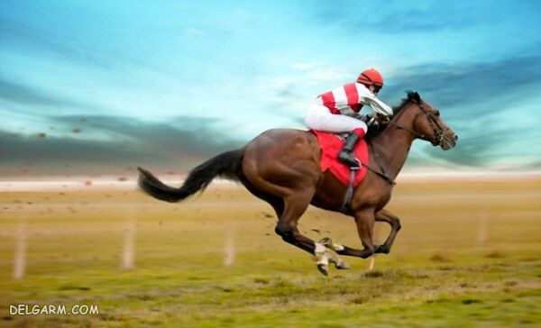 هر آنچه که باید در مورد اسب نژاد تروبرد باید بدانید!