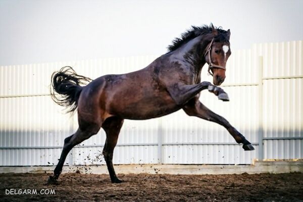 هر آنچه که باید در مورد اسب نژاد تروبرد باید بدانید!