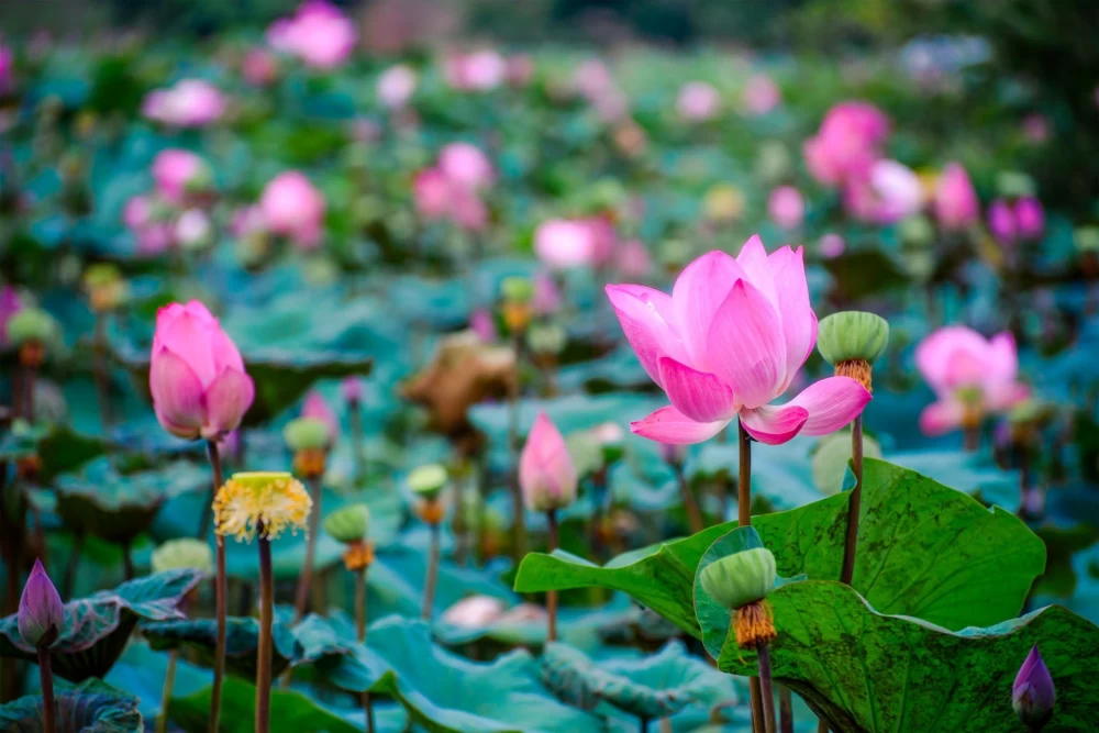 روش کاشت ریشه گل لوتوس (گل نیلوفر)