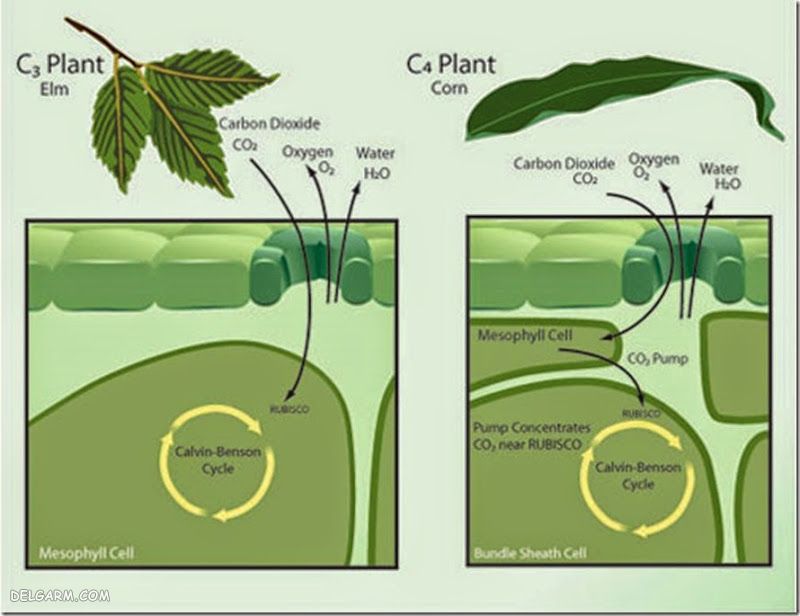 تفاوت گیاهان c3 و c4 و cam