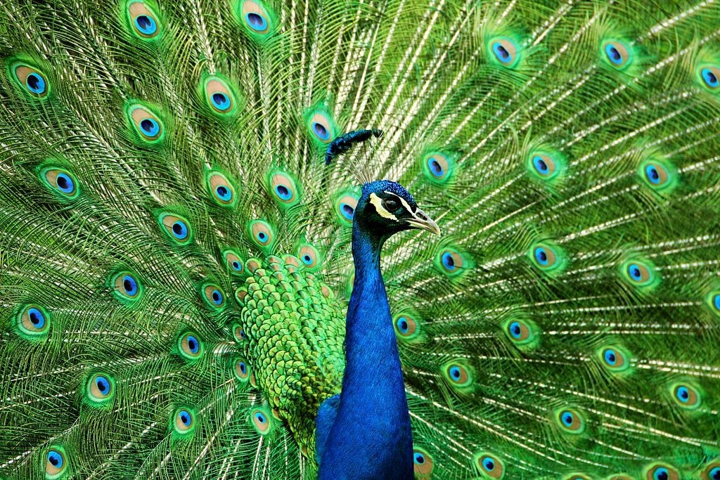 دانلود مجموعه منتخب صدای طاووس با کیفیت بالا