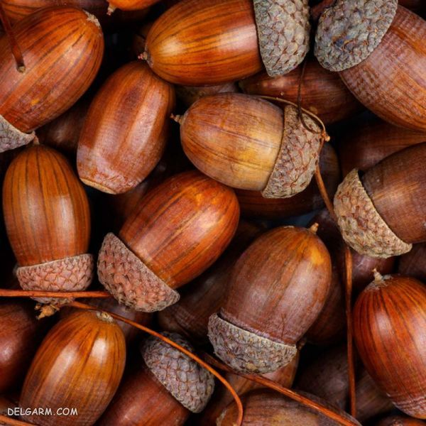 کالری بلوط : 100 گرم بلوط خام و خشک شده چقدر کالری دارد