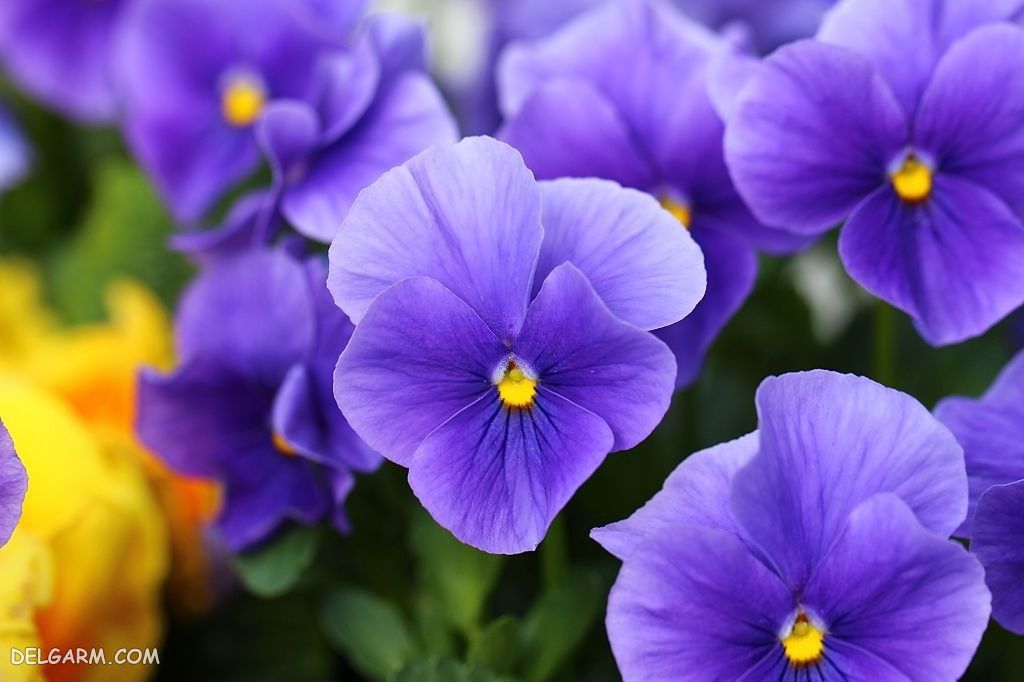 50 عکس دیدنی از گل بنفشه با حس و حال نوروزی