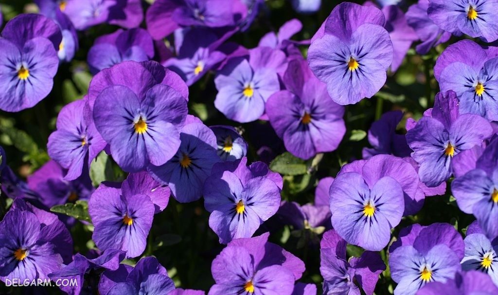 50 عکس دیدنی از گل بنفشه با حس و حال نوروزی