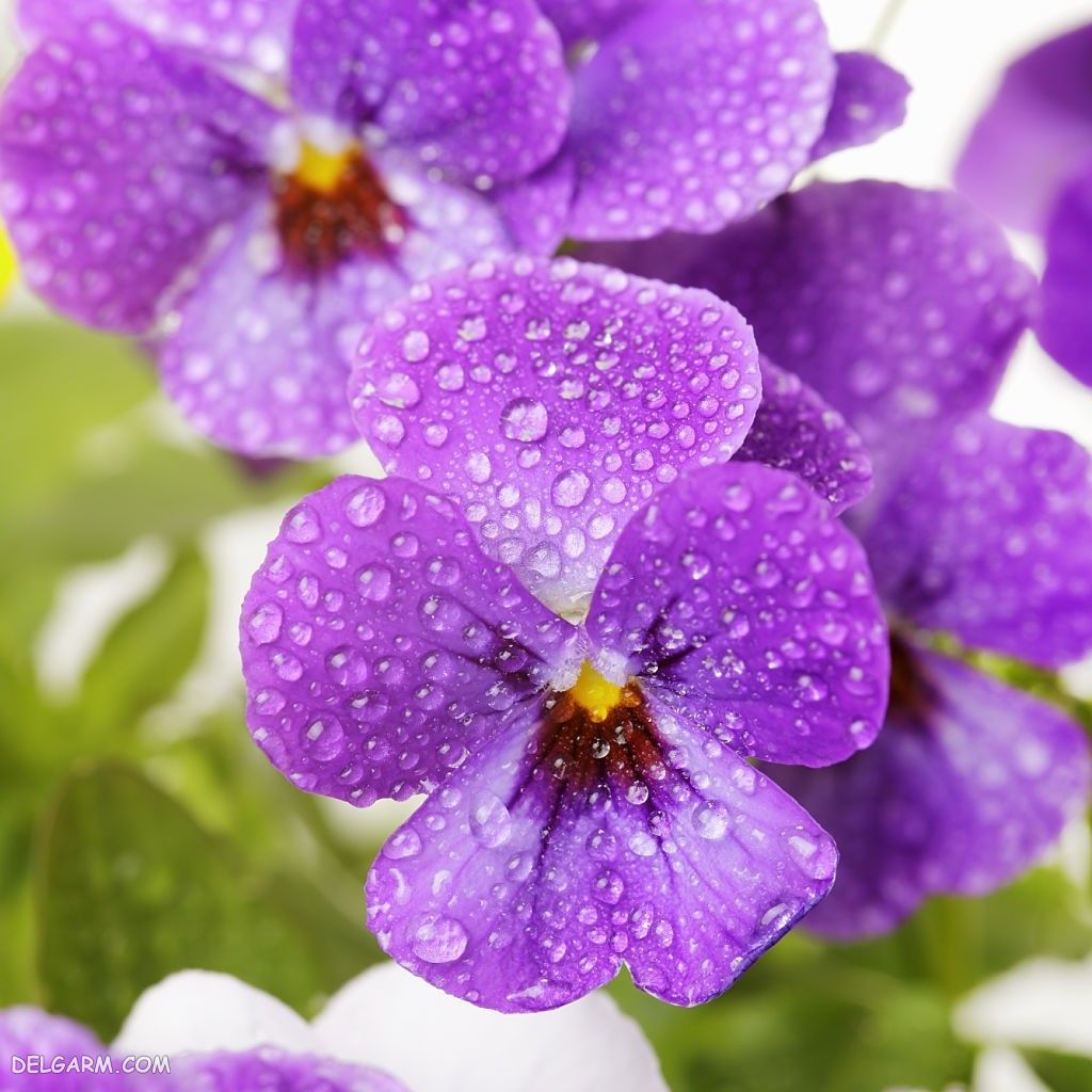 50 عکس دیدنی از گل بنفشه با حس و حال نوروزی