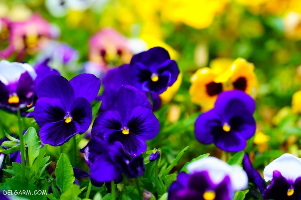 50 عکس دیدنی از گل بنفشه با حس و حال نوروزی