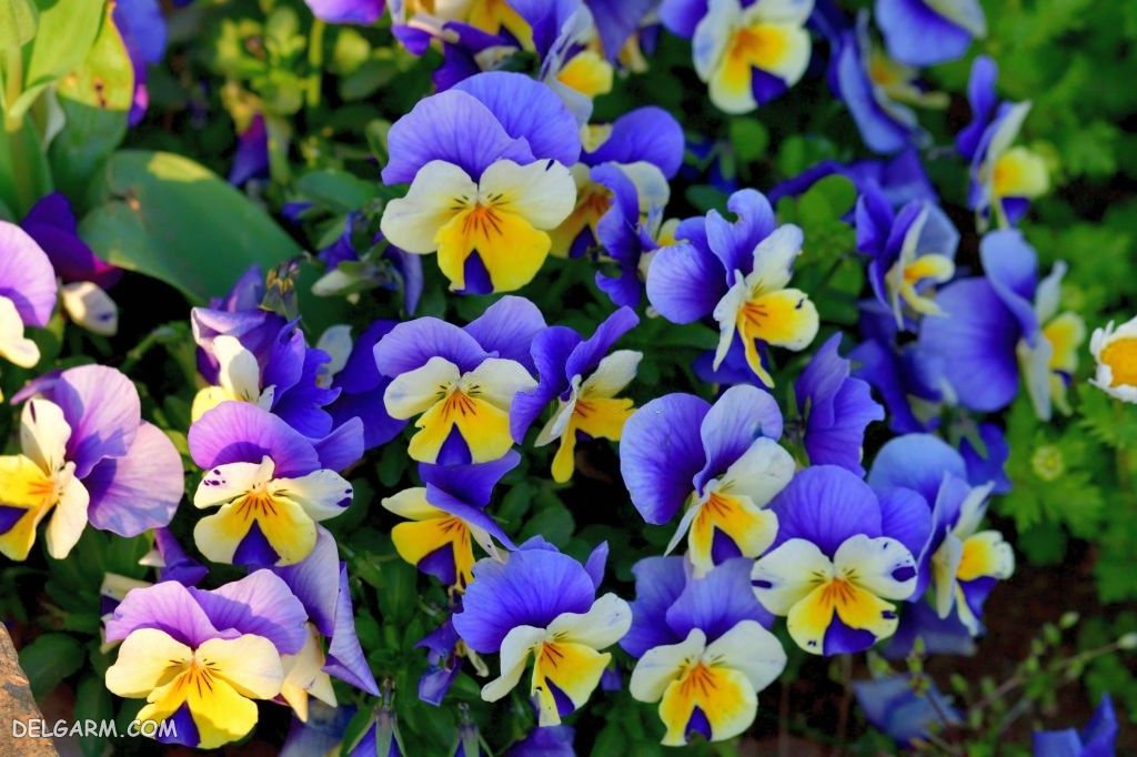 50 عکس دیدنی از گل بنفشه با حس و حال نوروزی