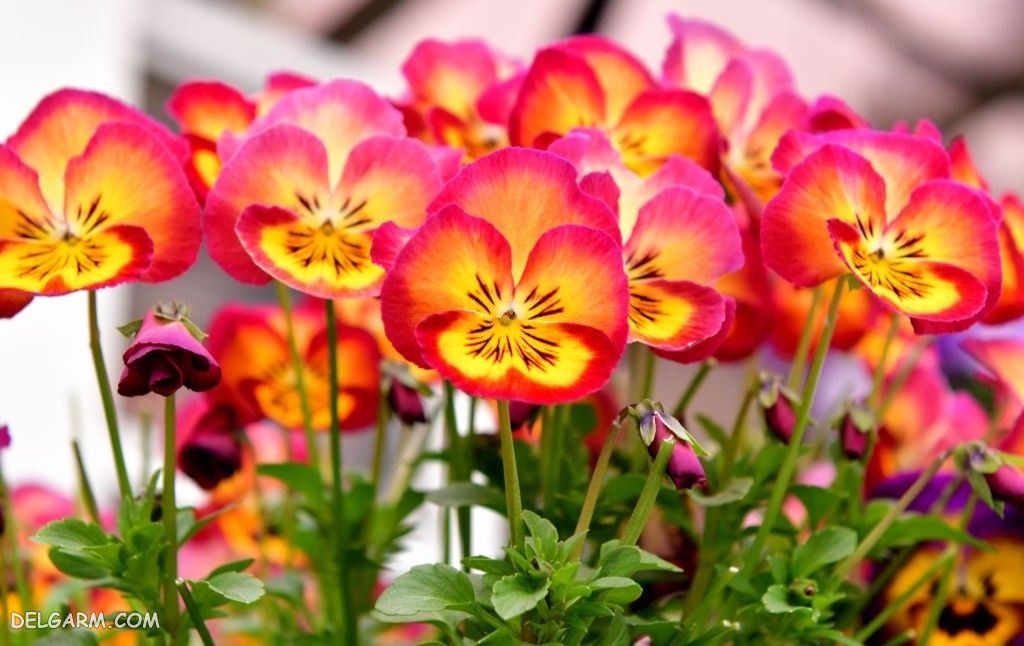 50 عکس دیدنی از گل بنفشه با حس و حال نوروزی