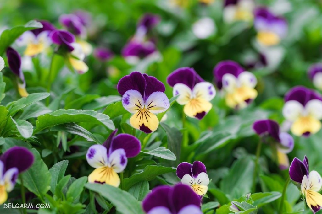 50 عکس دیدنی از گل بنفشه با حس و حال نوروزی