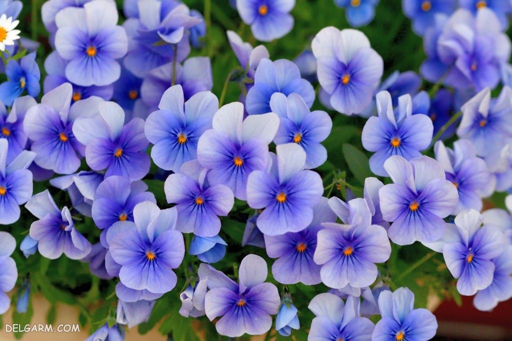 50 عکس دیدنی از گل بنفشه با حس و حال نوروزی