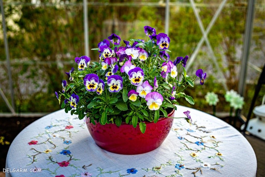 50 عکس دیدنی از گل بنفشه با حس و حال نوروزی