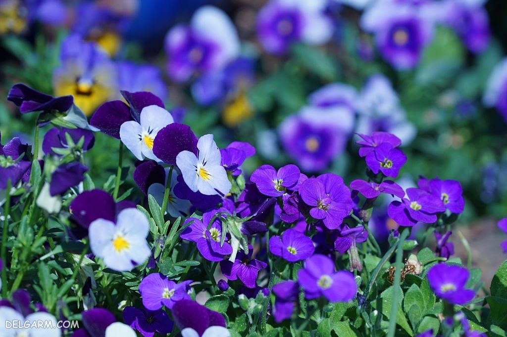 50 عکس دیدنی از گل بنفشه با حس و حال نوروزی