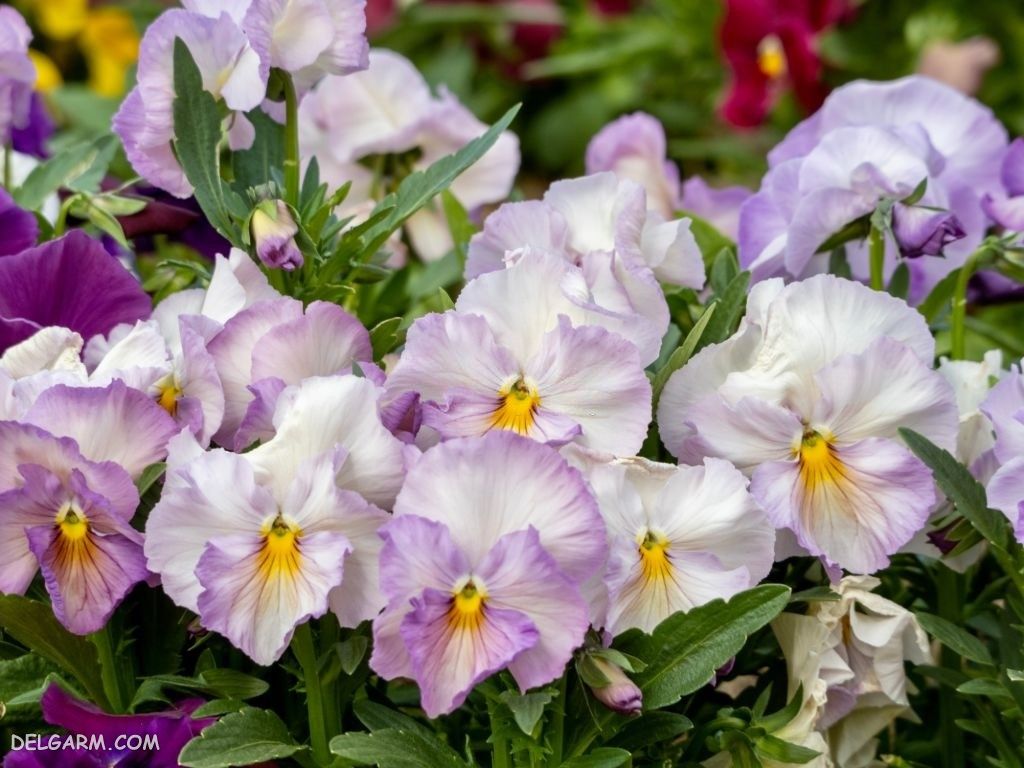 50 عکس دیدنی از گل بنفشه با حس و حال نوروزی