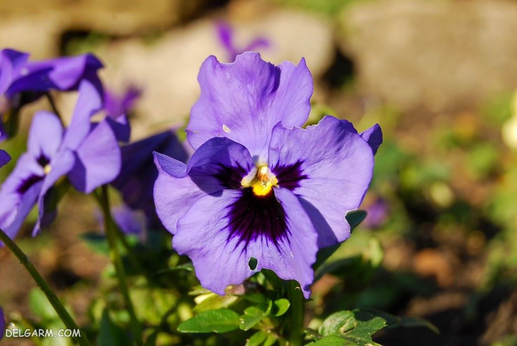 50 عکس دیدنی از گل بنفشه با حس و حال نوروزی