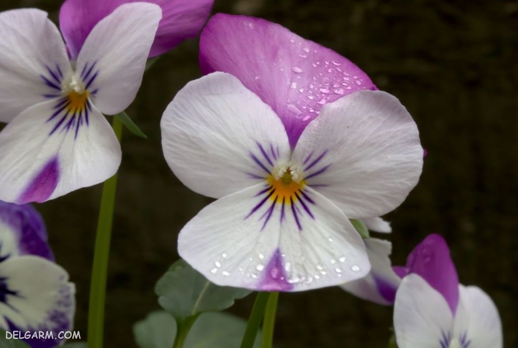 50 عکس دیدنی از گل بنفشه با حس و حال نوروزی