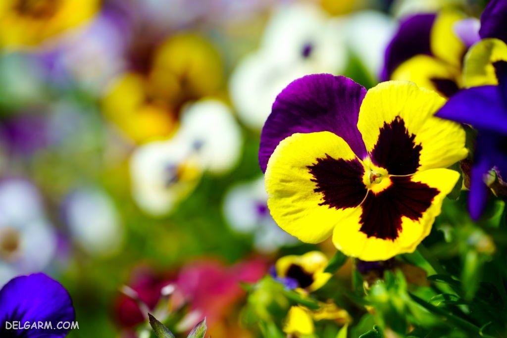 50 عکس دیدنی از گل بنفشه با حس و حال نوروزی