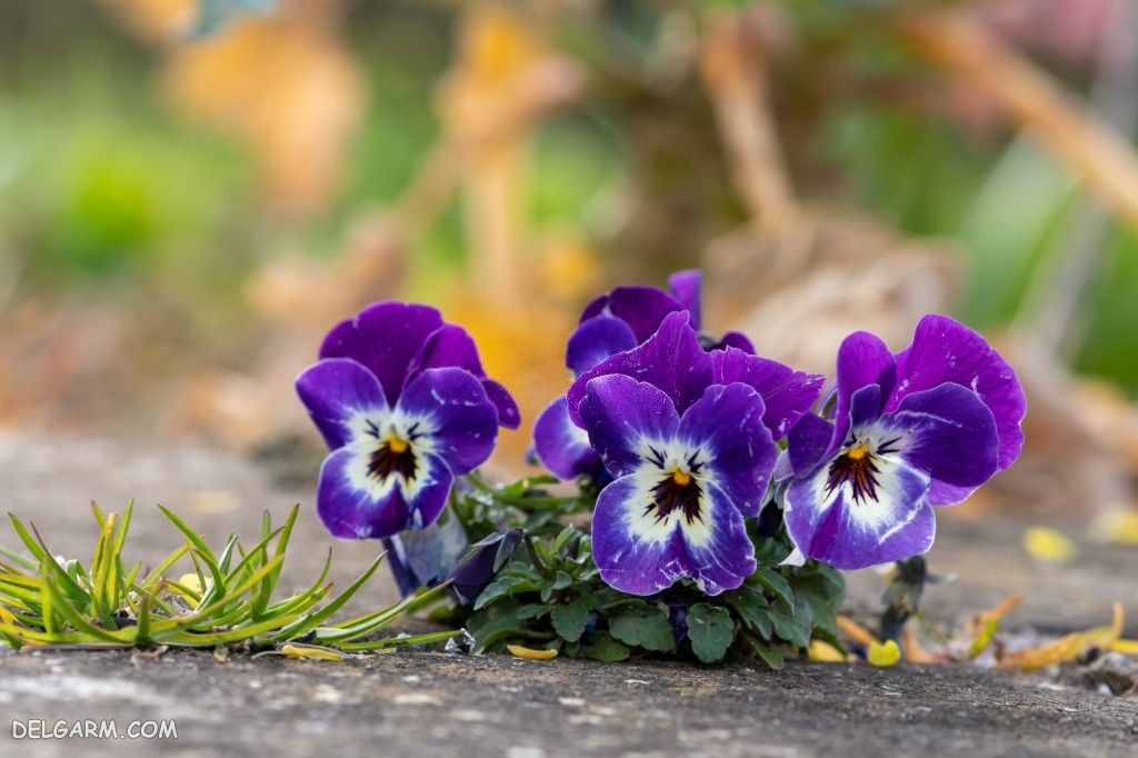 50 عکس دیدنی از گل بنفشه با حس و حال نوروزی