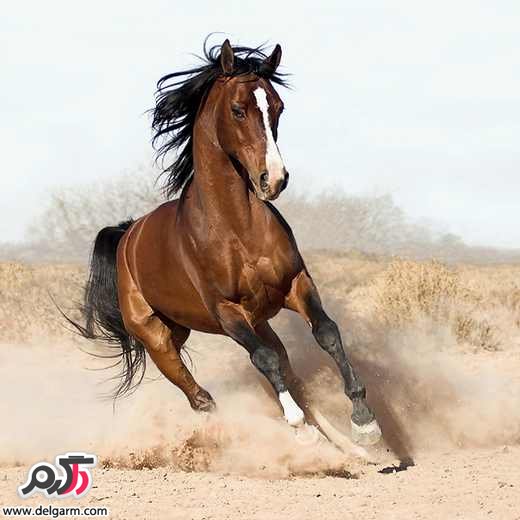 عکس های مهیج از اسب های وحشی و زیبا