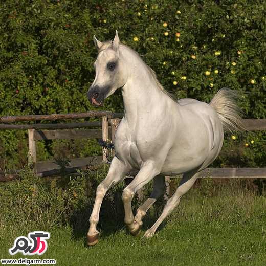 عکس های مهیج از اسب های وحشی و زیبا