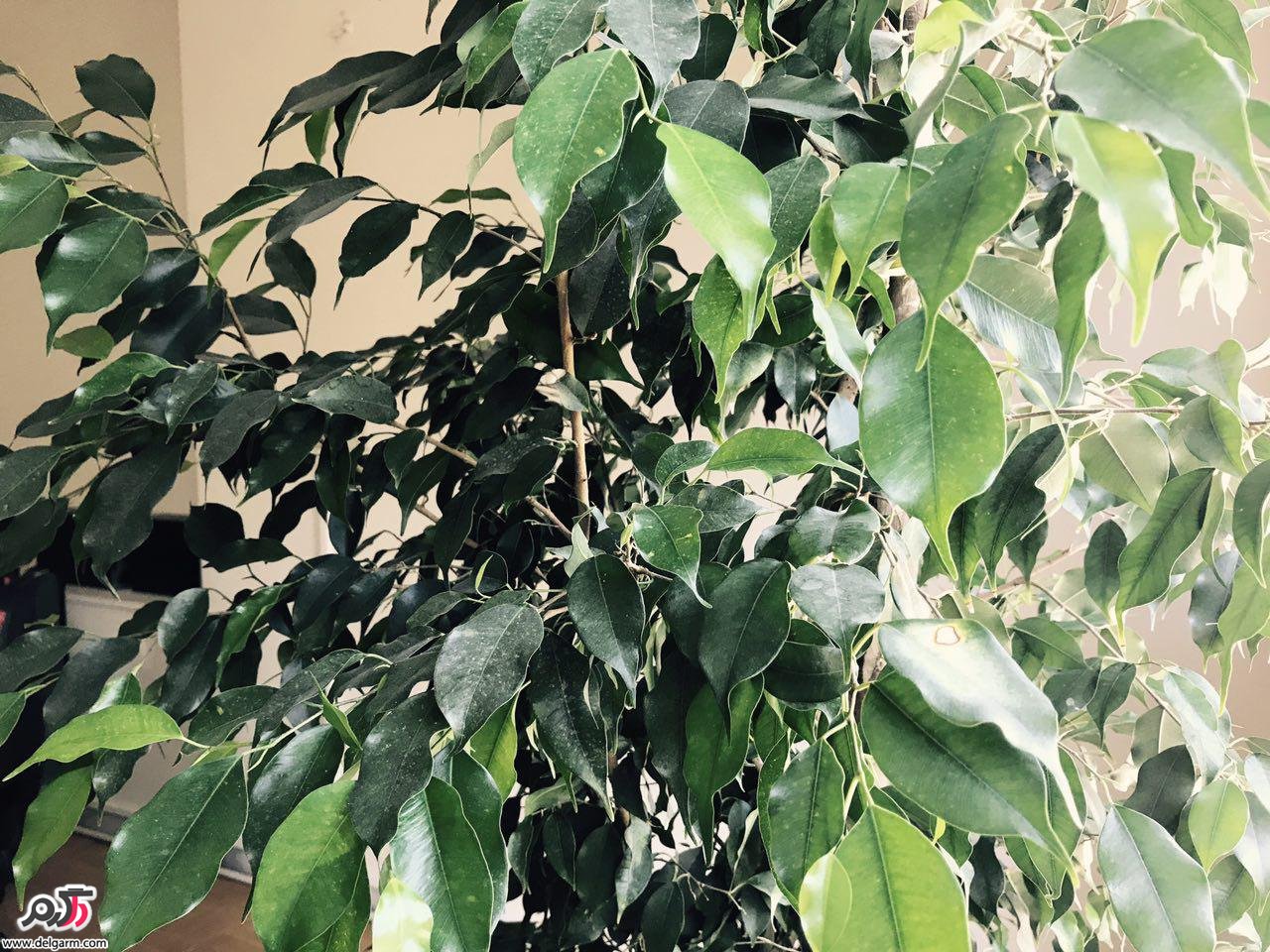 شرایط نگهداری و مراقبت از گل بنجامین