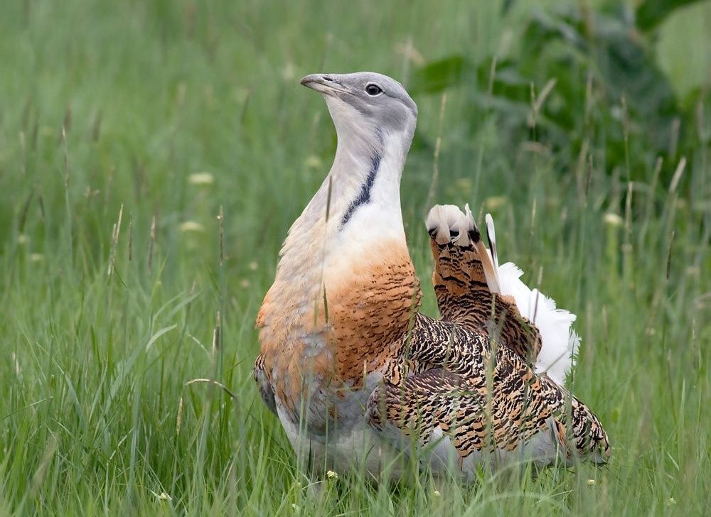 مرغ میش را چگونه میتوان شناسایی کرد + فیلم