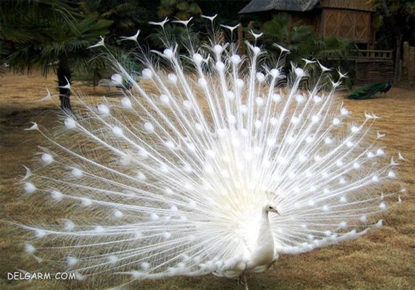 راهنمای پرورش و نگهداری طاووس