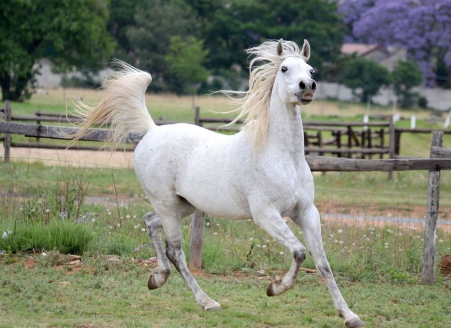 روش های مراقبت از اسب پس از سوارکاری