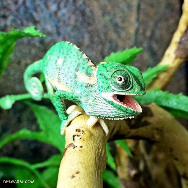 همه چیز در مورد آفتاب پرست و تغییر رنگ آنها